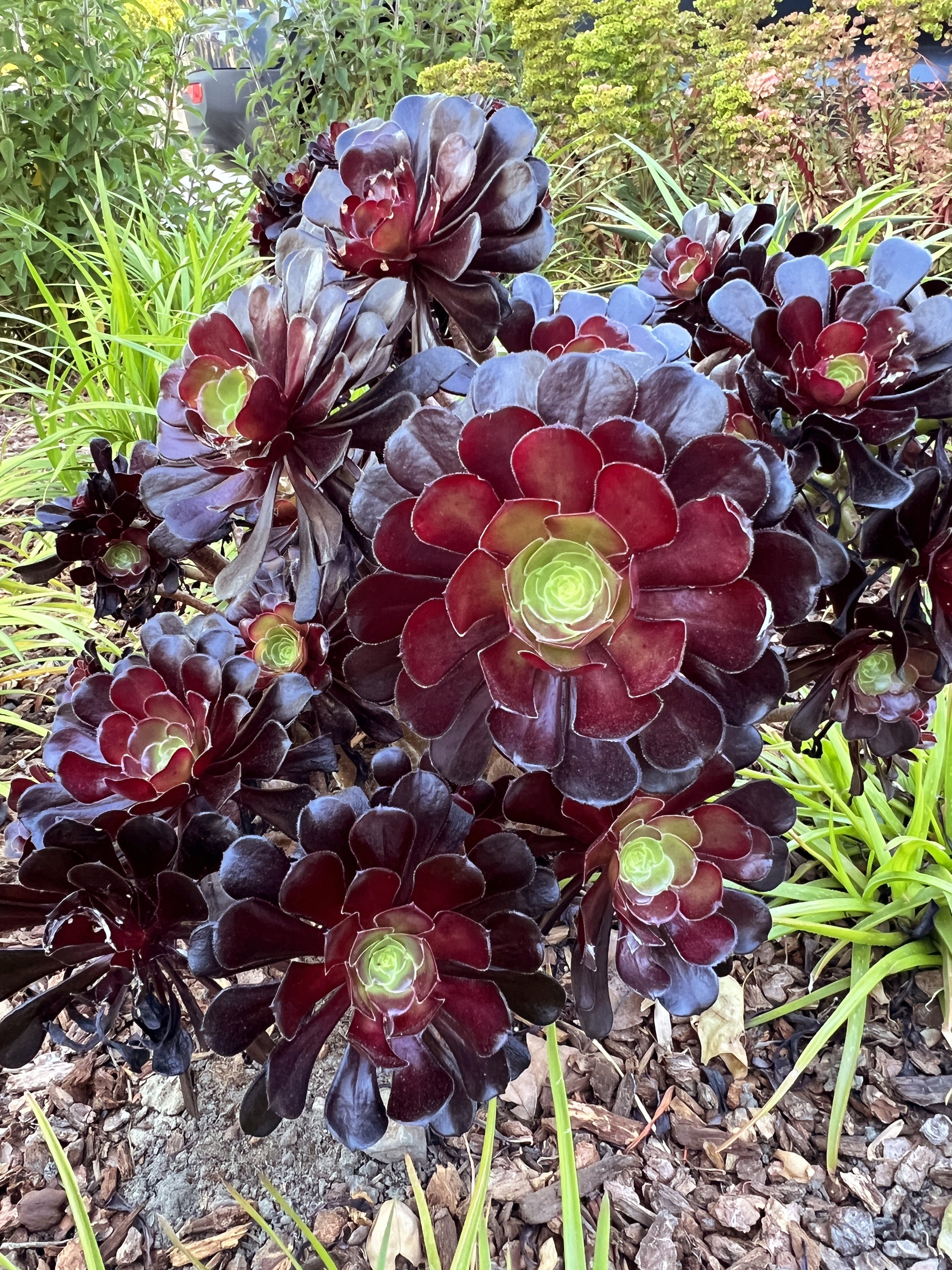 Portfolio 8 — Arborealis Landscape Design