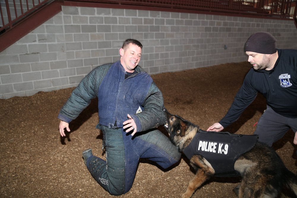 What Is K9 Training For Dogs