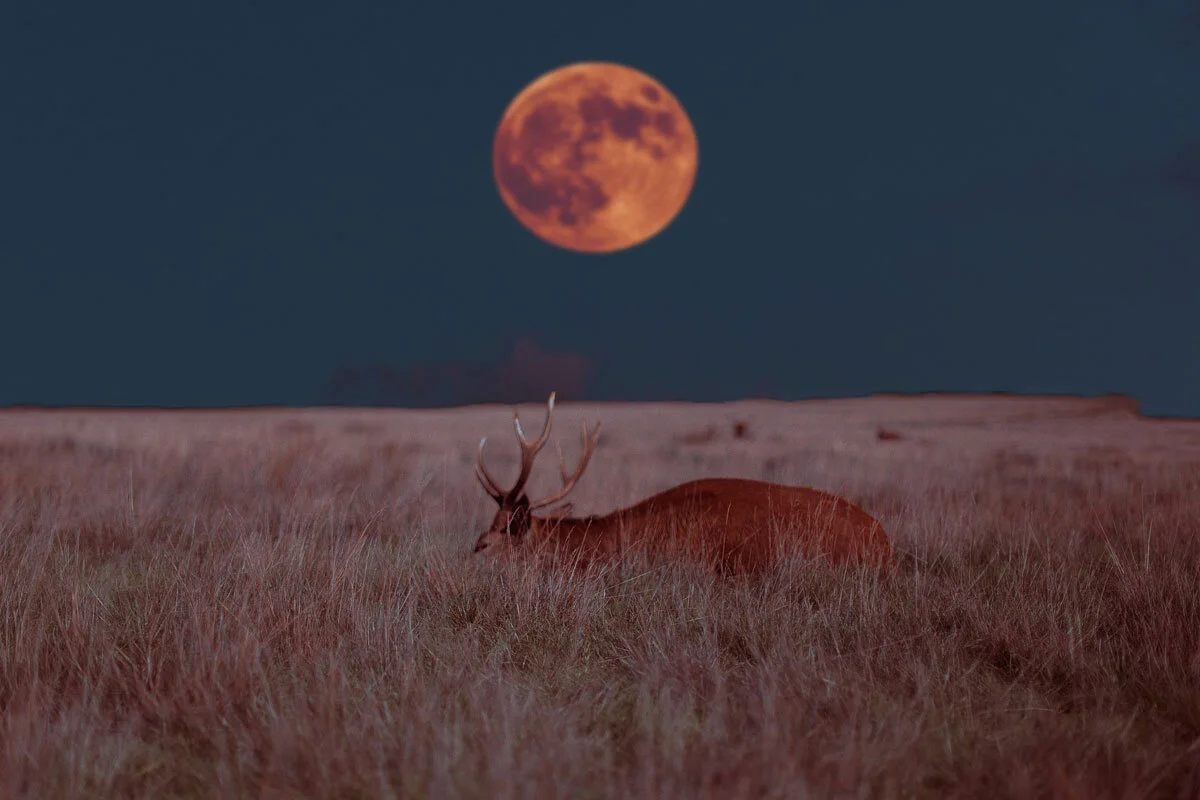 July Full Moon: The Buck Moon - Energetic Tarot