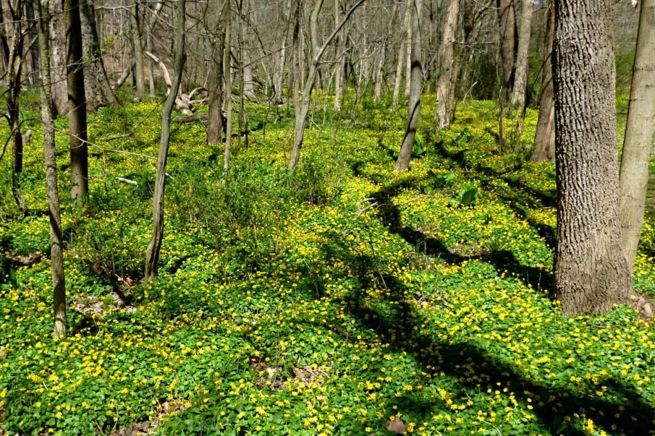 Tips for Controlling Lesser Celandine — Little Falls Watershed Alliance ...