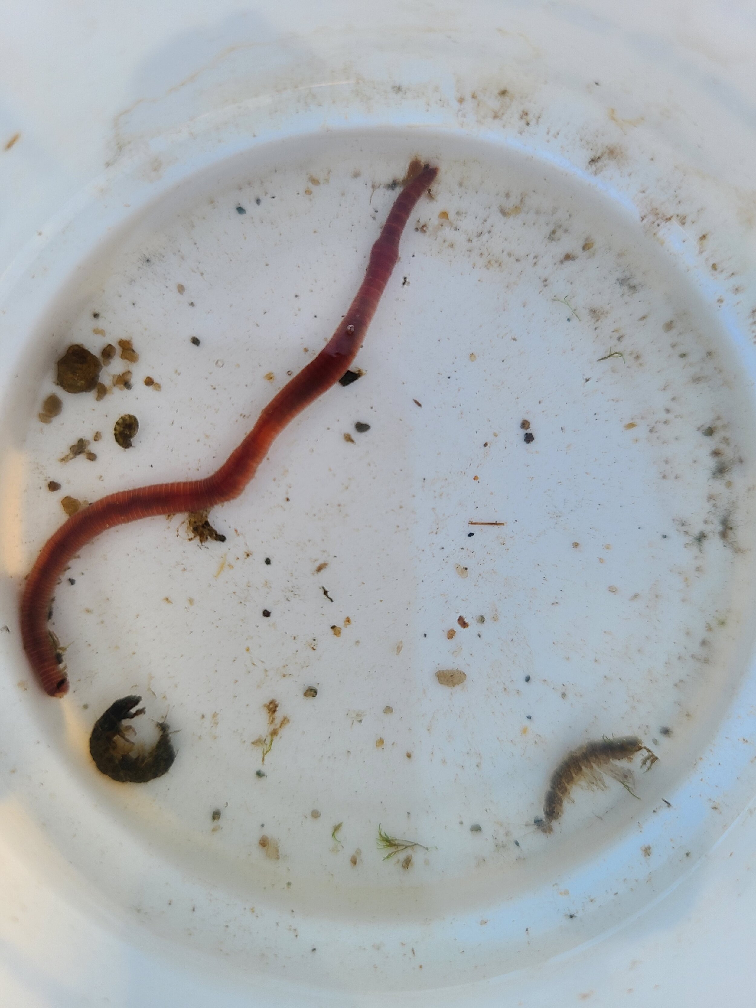 Macroinvertebrates — Little Falls Watershed Alliance | Water Action in ...