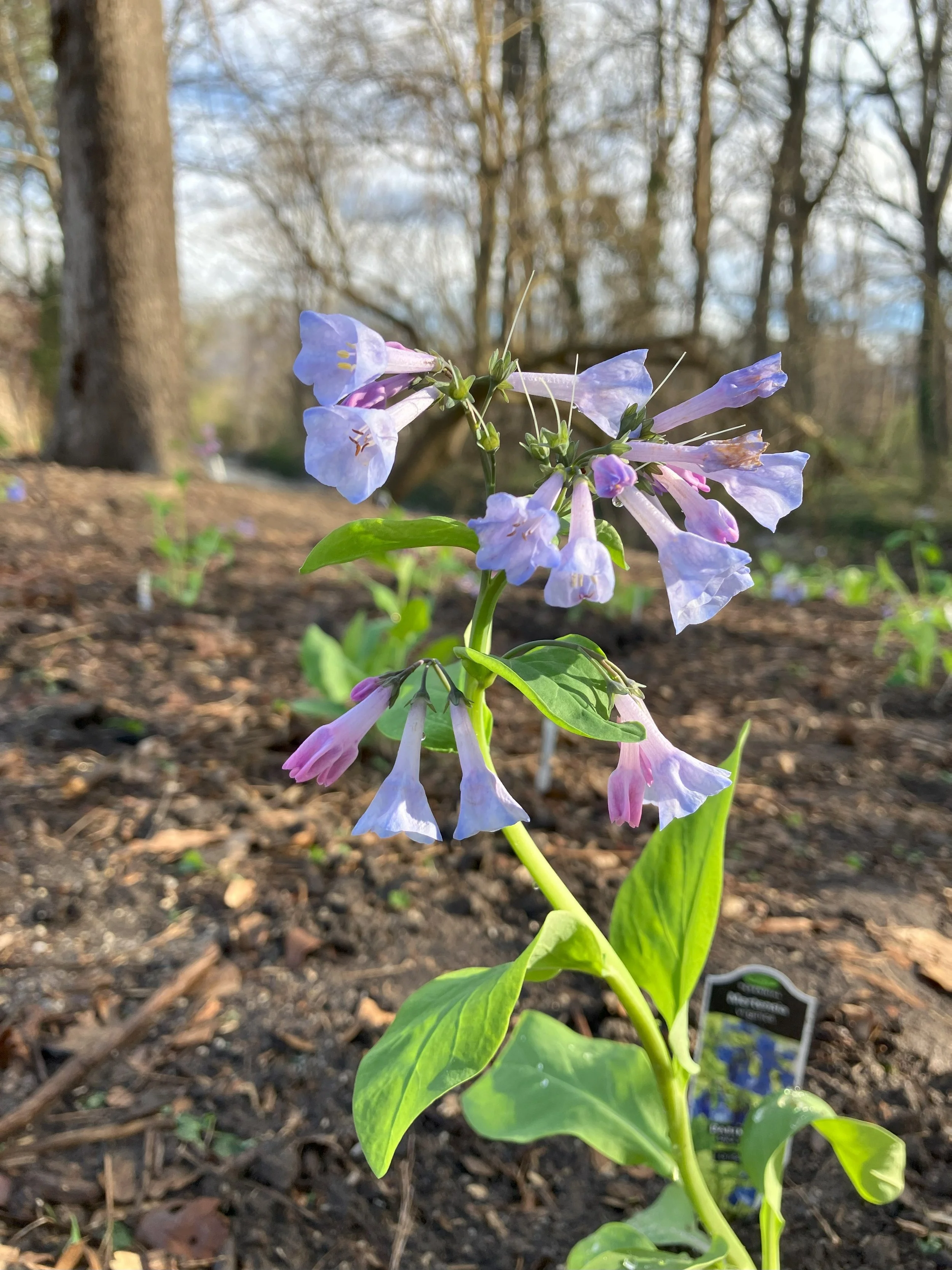 Yes, We have Virginia Bluebells! — Little Falls Watershed Alliance ...