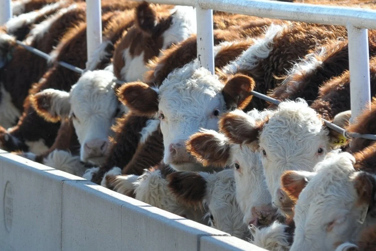 Cattle Tech Inc.