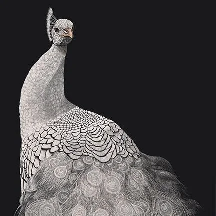 Peacock Scratchboard