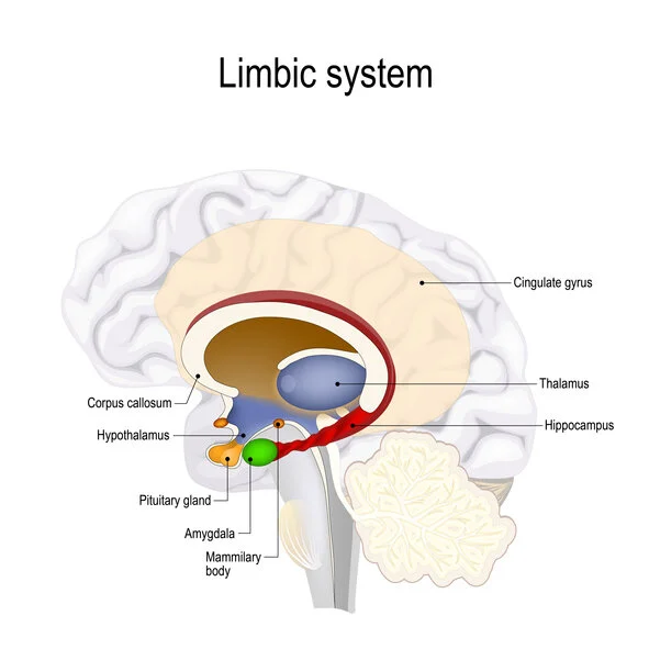 Science of Trauma 2: The Limbic System — Jo Sankey Counselling and ...