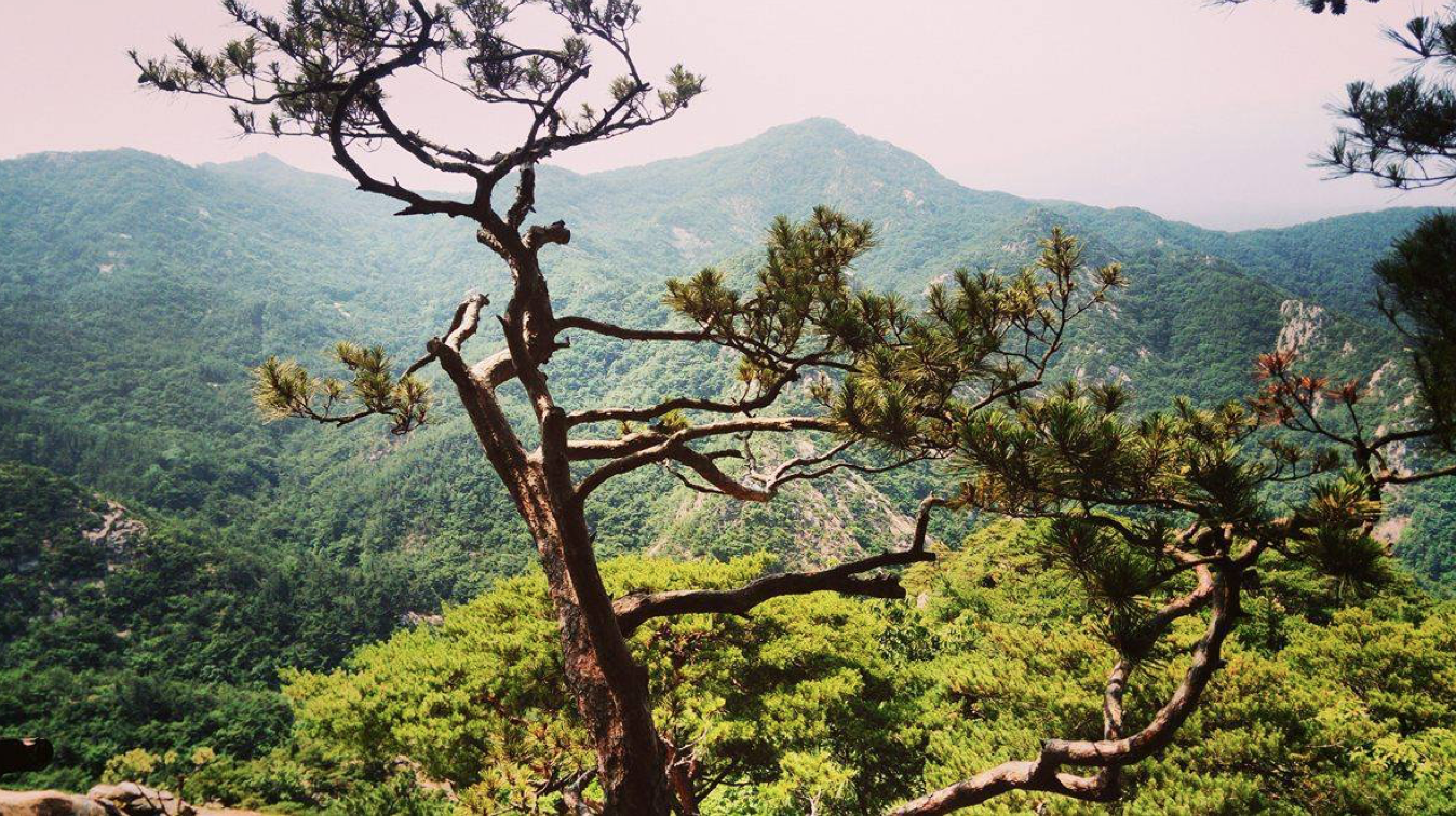 Traditional Korean Pine Trees — Hallyu Trail Korea