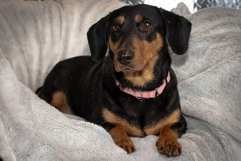 Why Foster — Compassion Animal RescuE