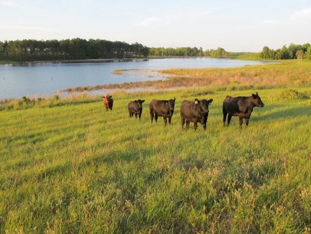 Meet Dan Glenn of Deep Grass Graziers, Ben Hill’s Soil Steward — The Dirt