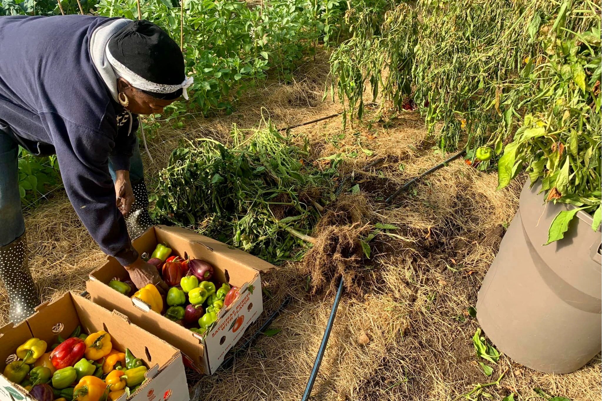 IT’S PEPPER PURCHASING SEASON: 12 Georgia Farms to Support by Locally ...