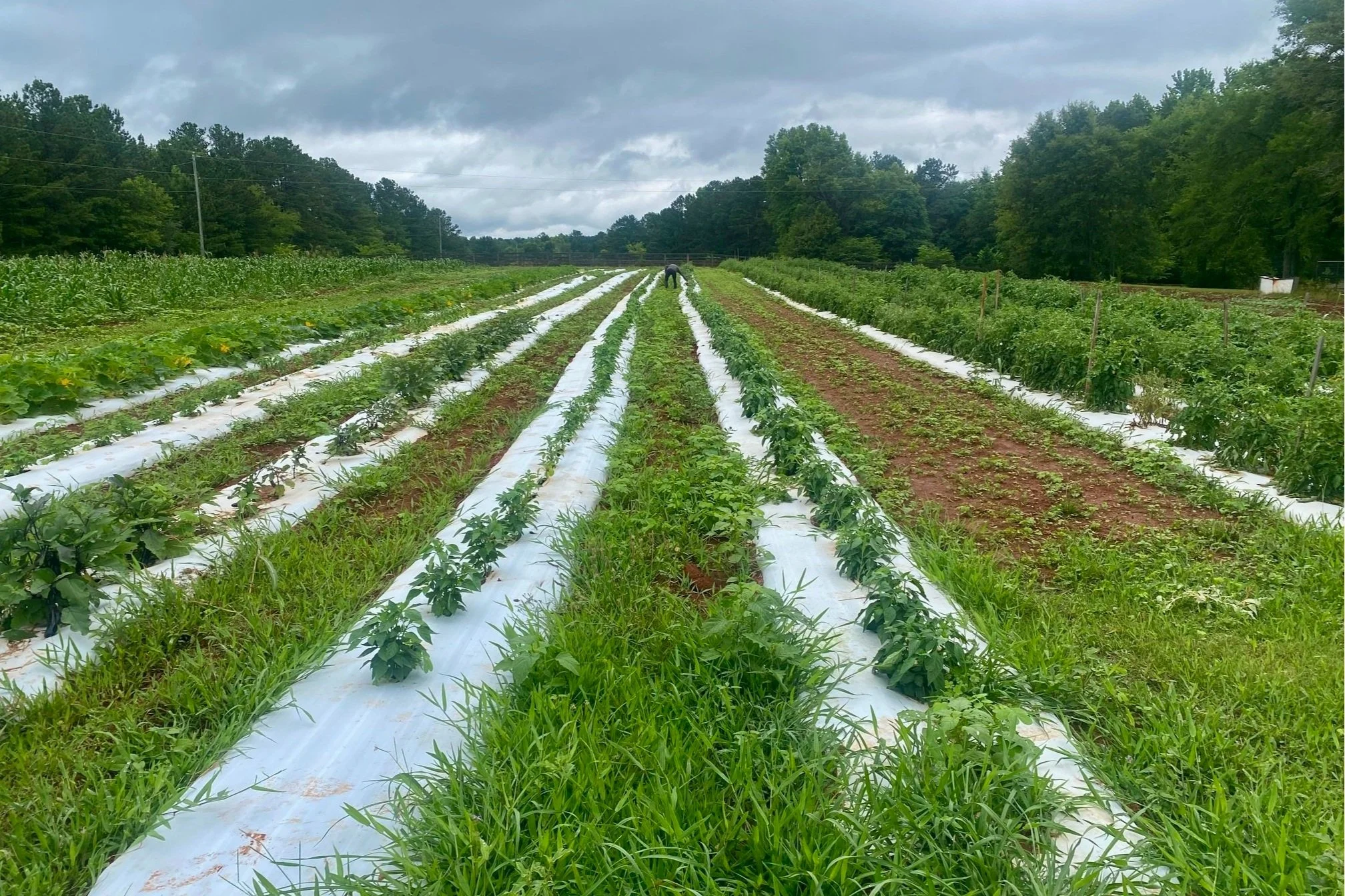 IT’S PEPPER PURCHASING SEASON: 12 Georgia Farms to Support by Locally ...