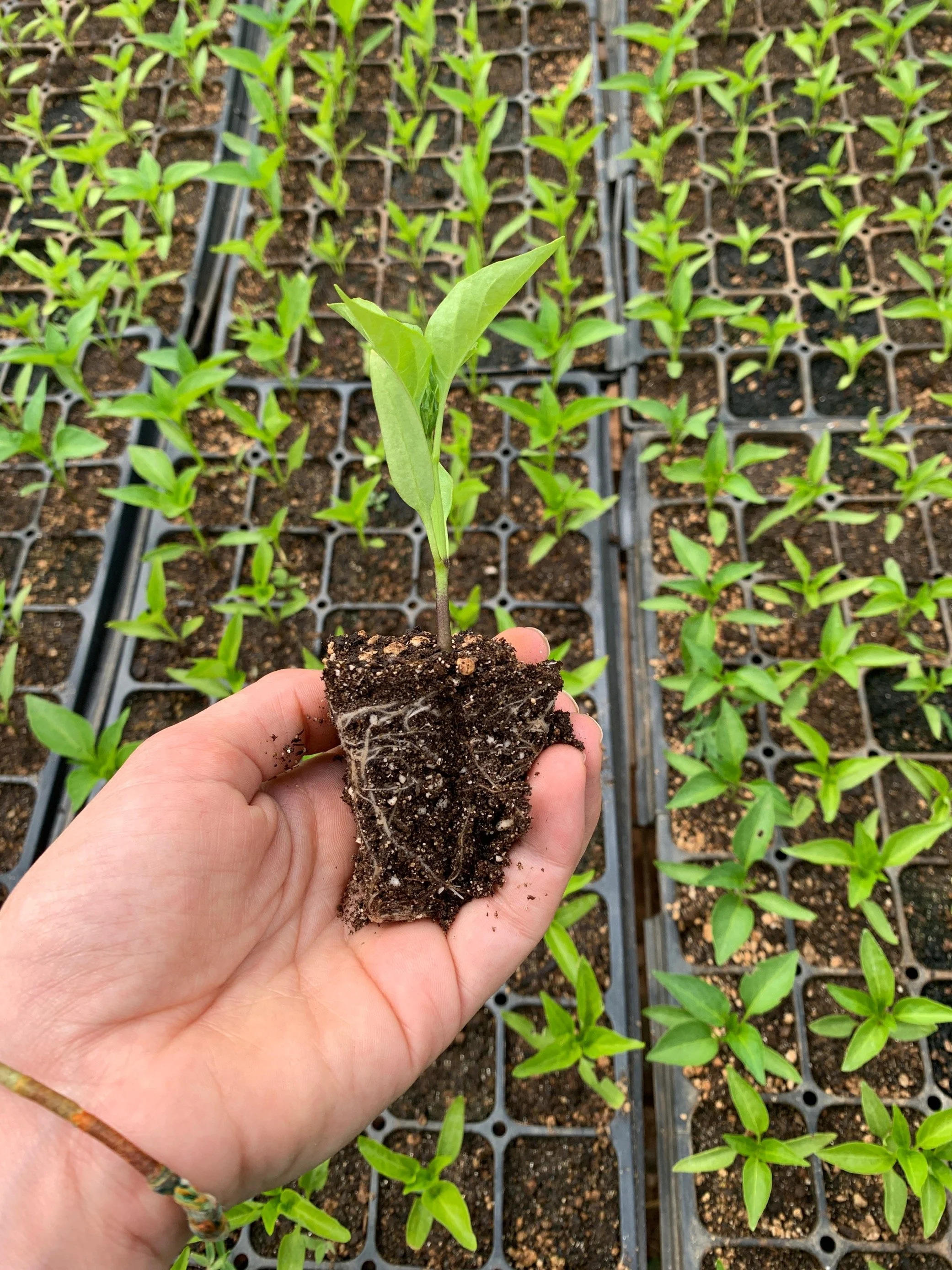 Pepper Get Ready – How to Get your Pepper Plants Started for October ...