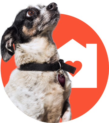 About — Amanda Foundation