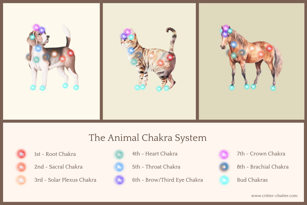Exploring the Chakra System in Animals: A Guide to Energy Balance for ...