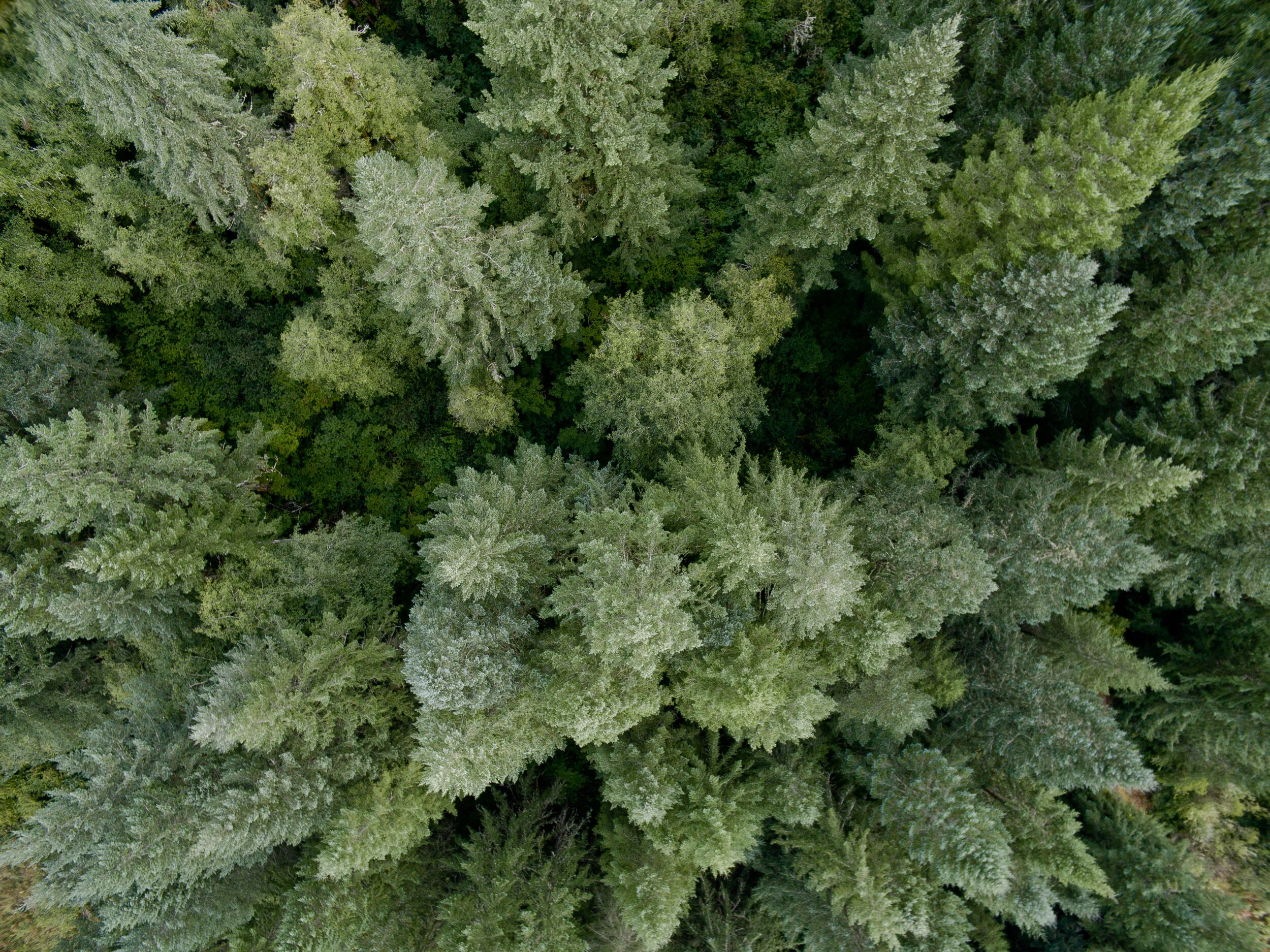 ForeSight Drone Services