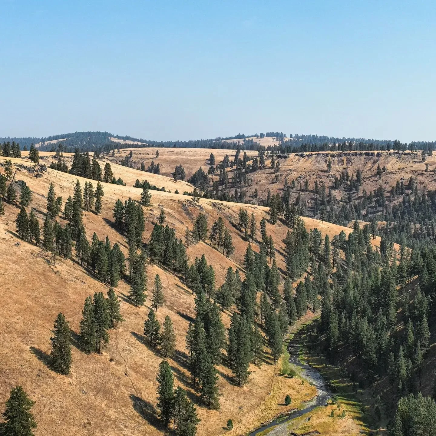 ForeSight Drone Services