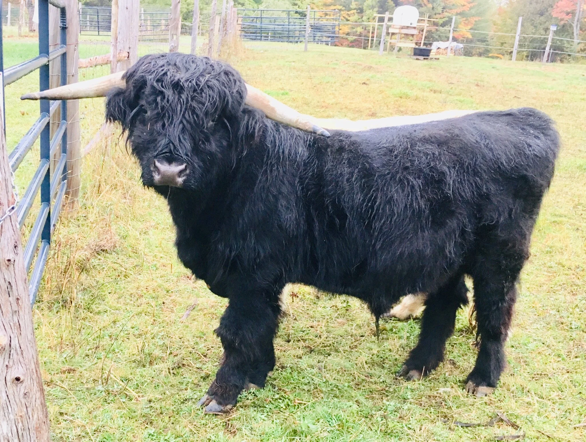 Scottish Highland Beef — Full Armor Farm