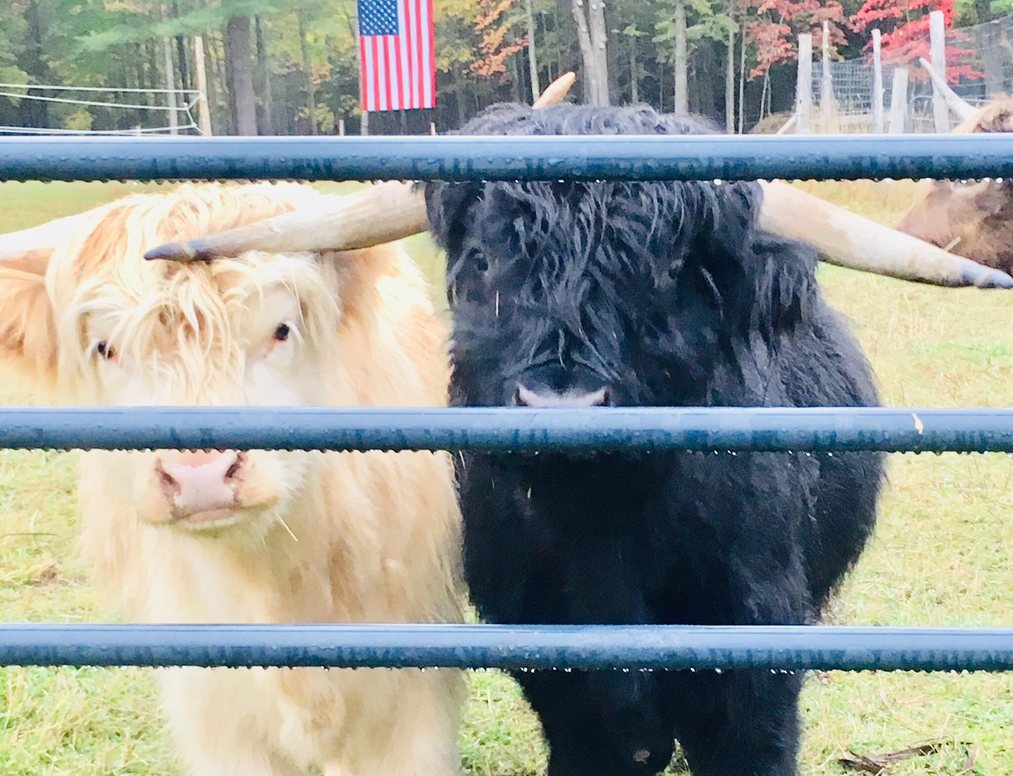Scottish Highland Beef — Full Armor Farm