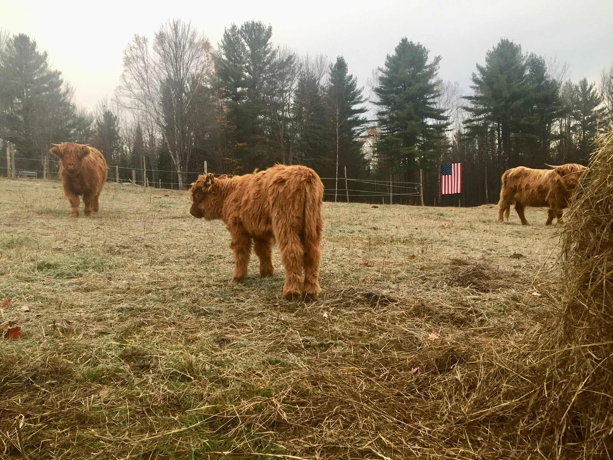 Scottish Highland Beef — Full Armor Farm