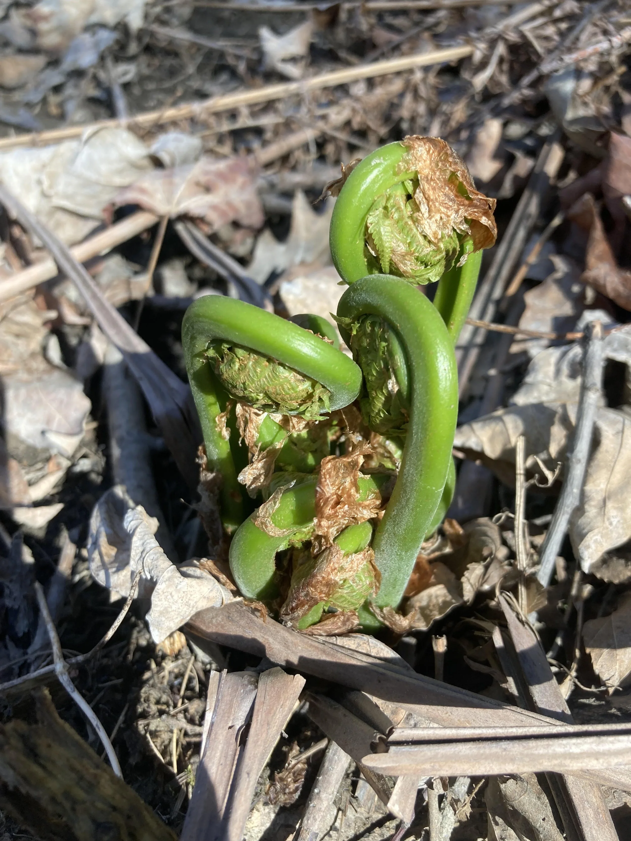Freeze dried Fiddleheads — Full Armor Farm