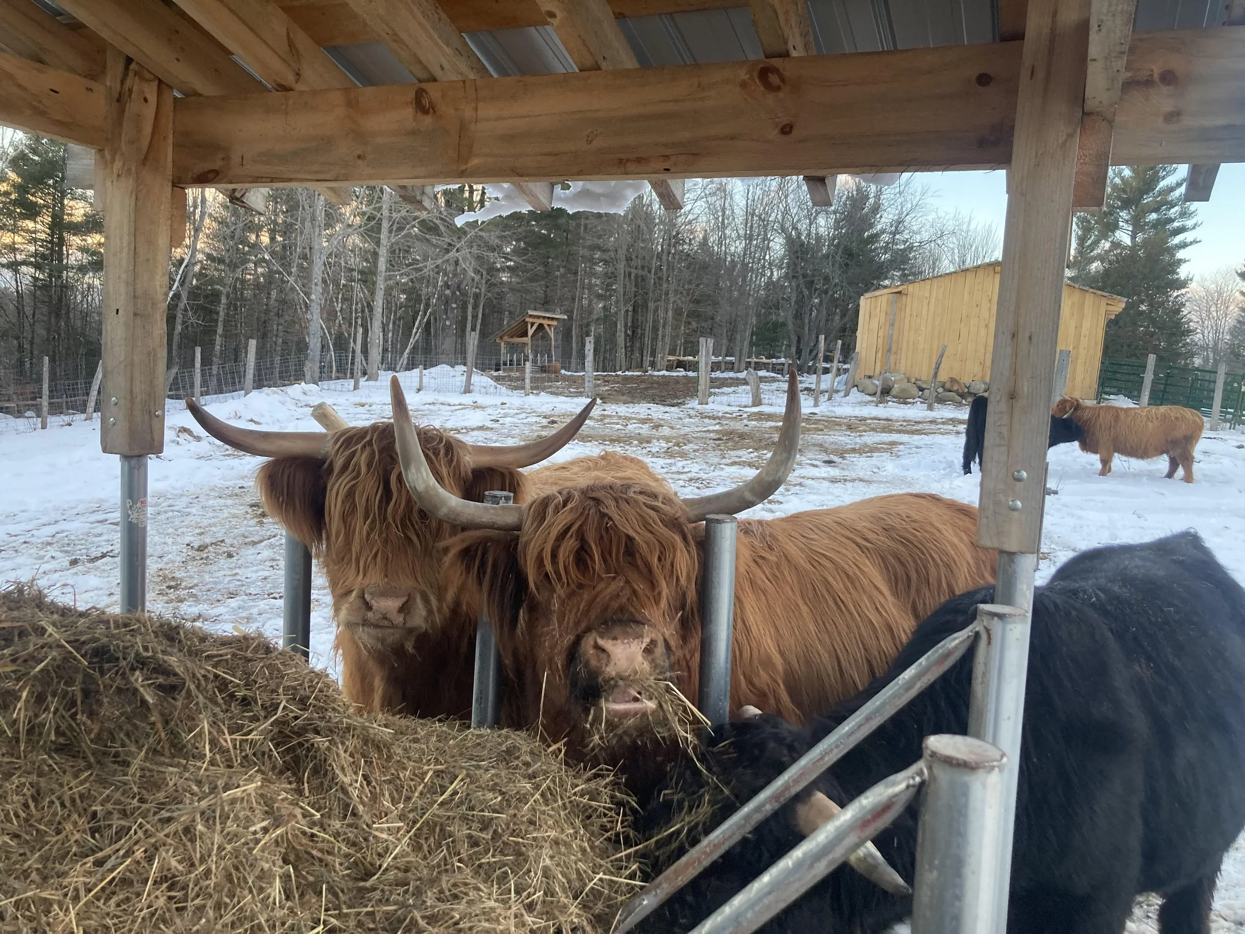 Klene pipes cattle hayfeeder — Full Armor Farm