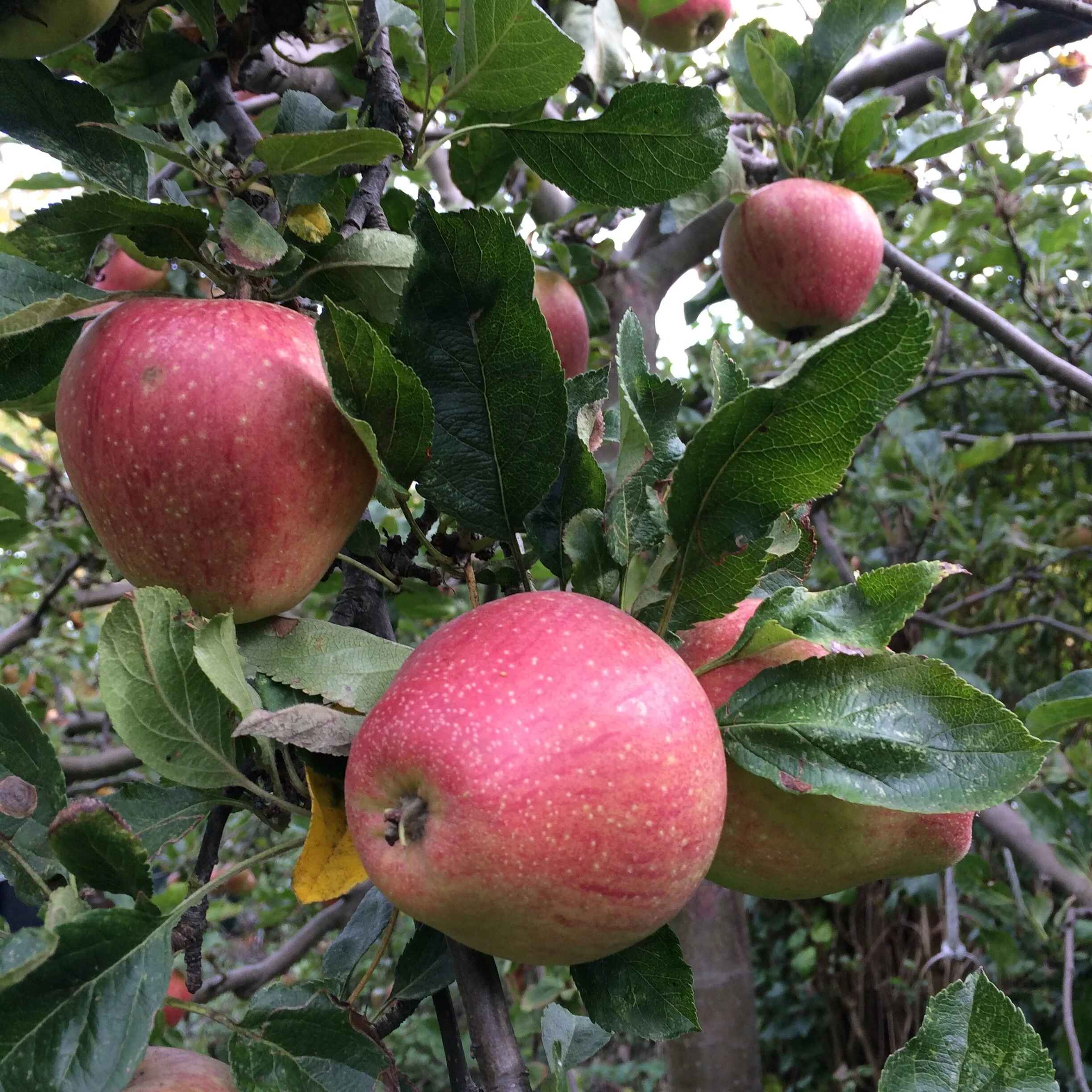 Apples — Sheffield Fruit Trees