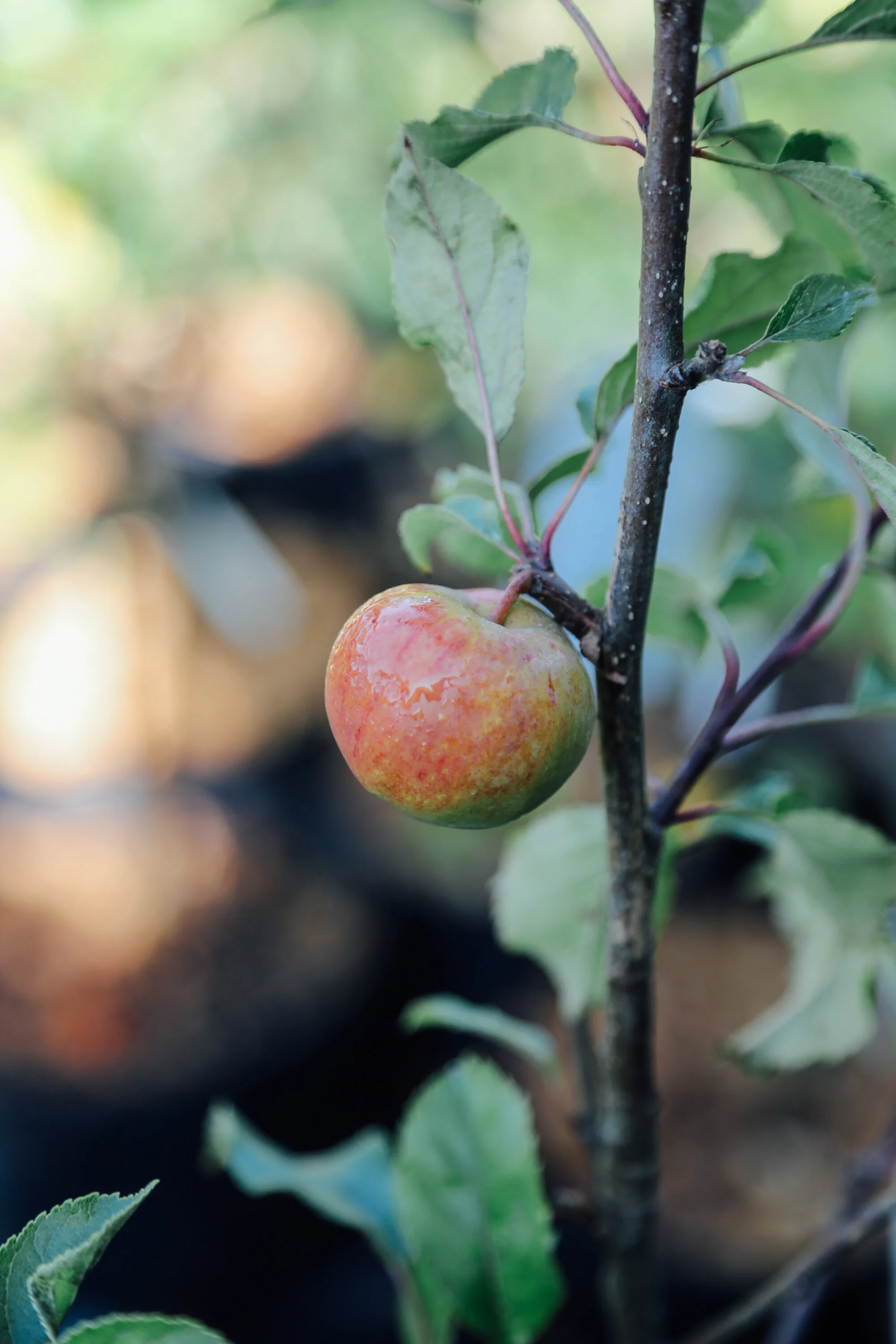 Apples — Sheffield Fruit Trees