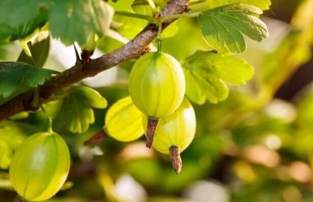 Soft Fruit — Sheffield Fruit Trees