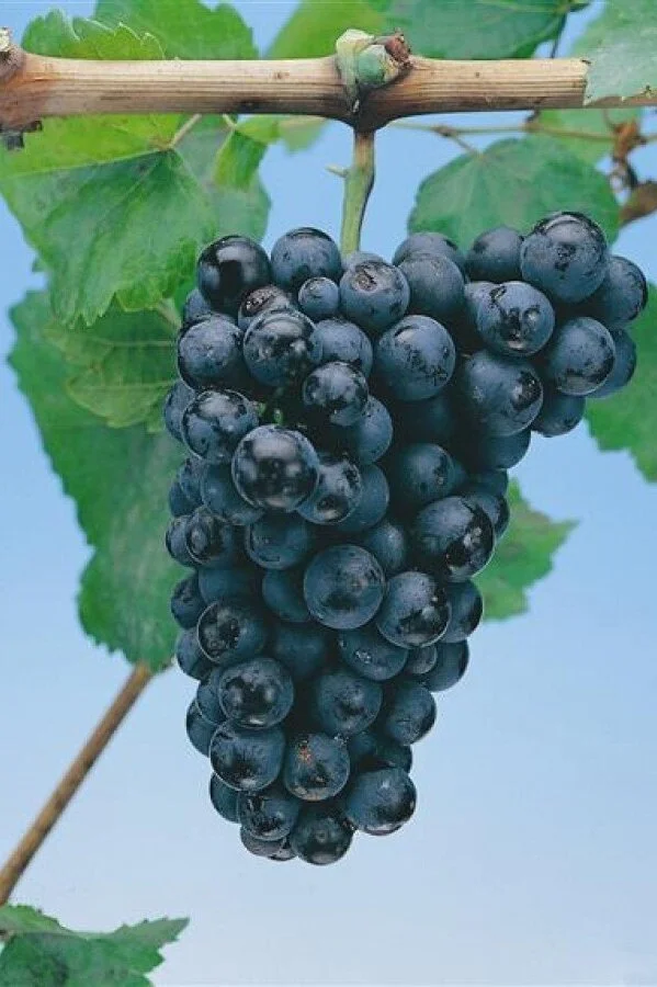 Black Hamburg — Sheffield Fruit Trees