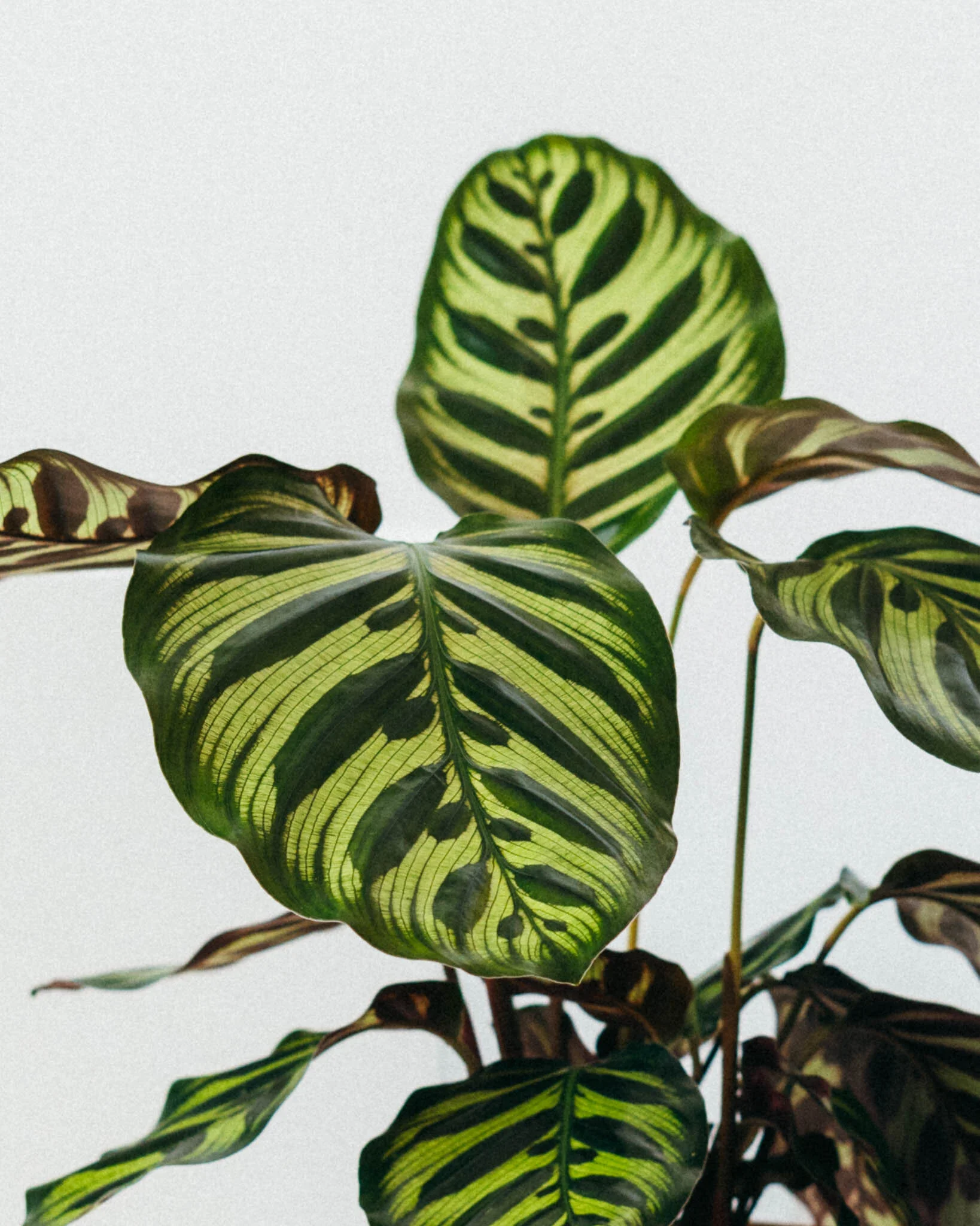 Plantas de interior — Monstera.es