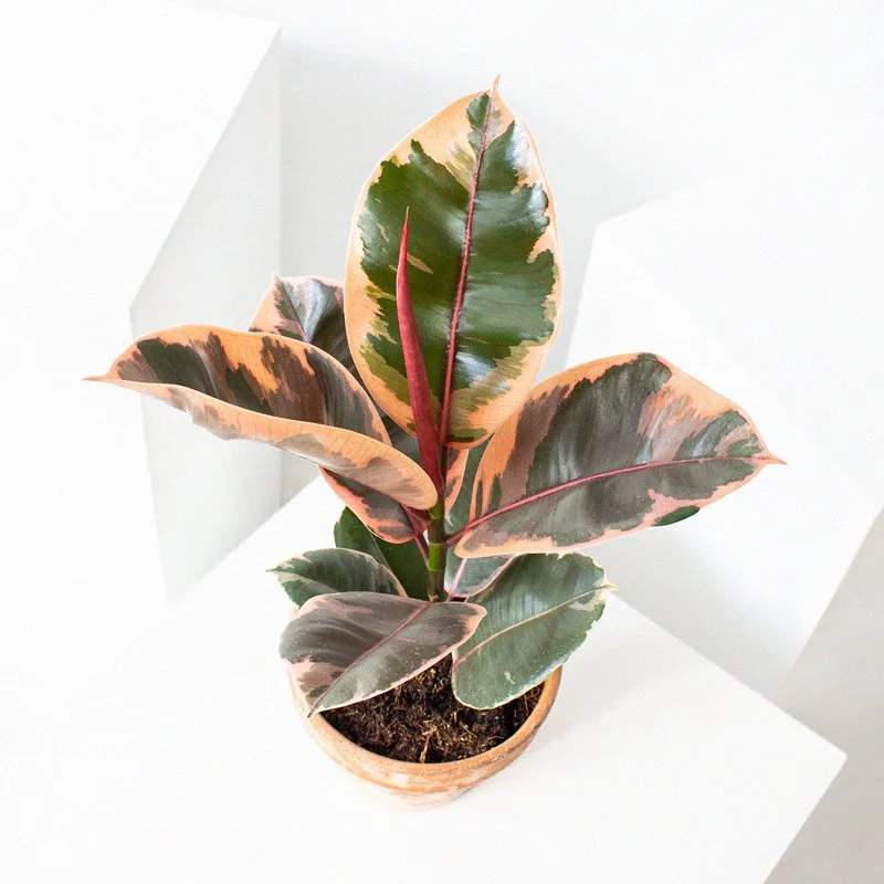 Plantas de interior — Monstera.es