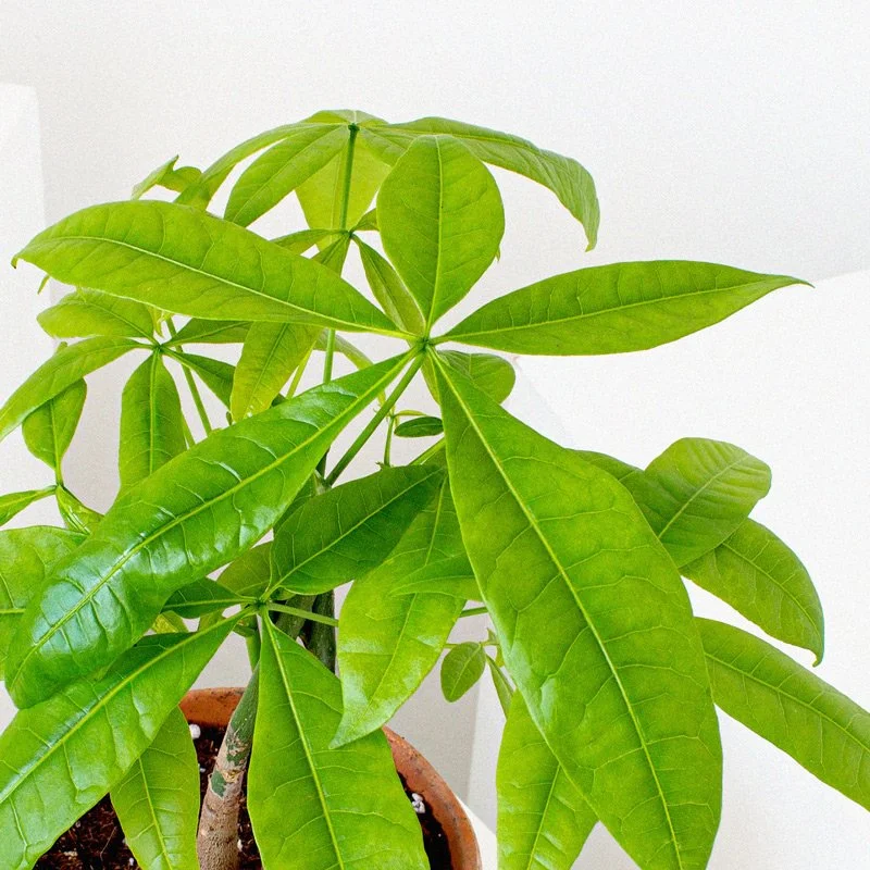 Plantas de interior — Monstera.es