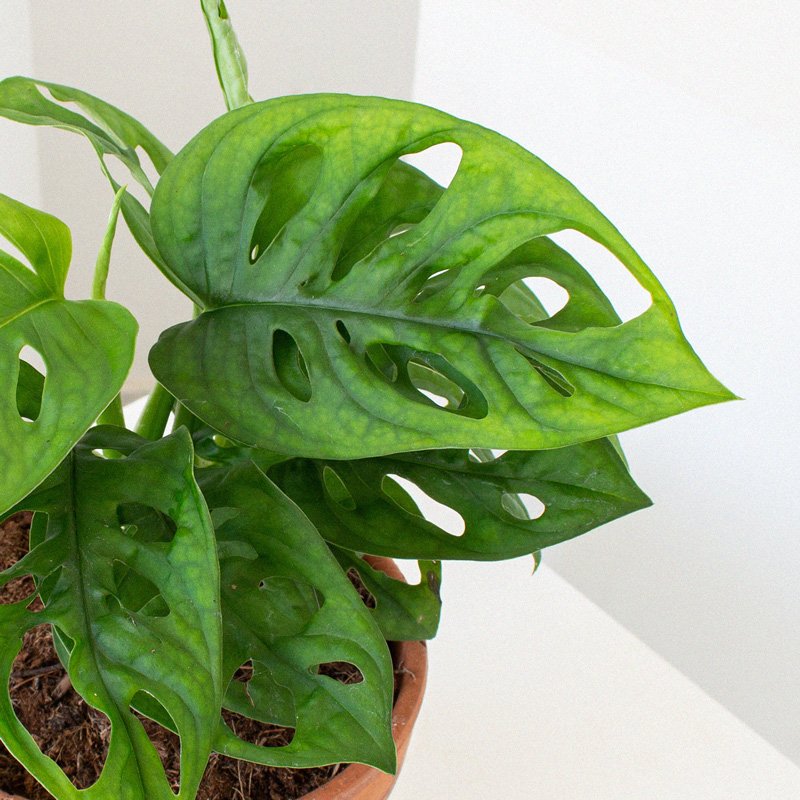 Plantas de interior — Monstera.es