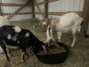 ALFAHAY — Scoop 'n' Poop Farm