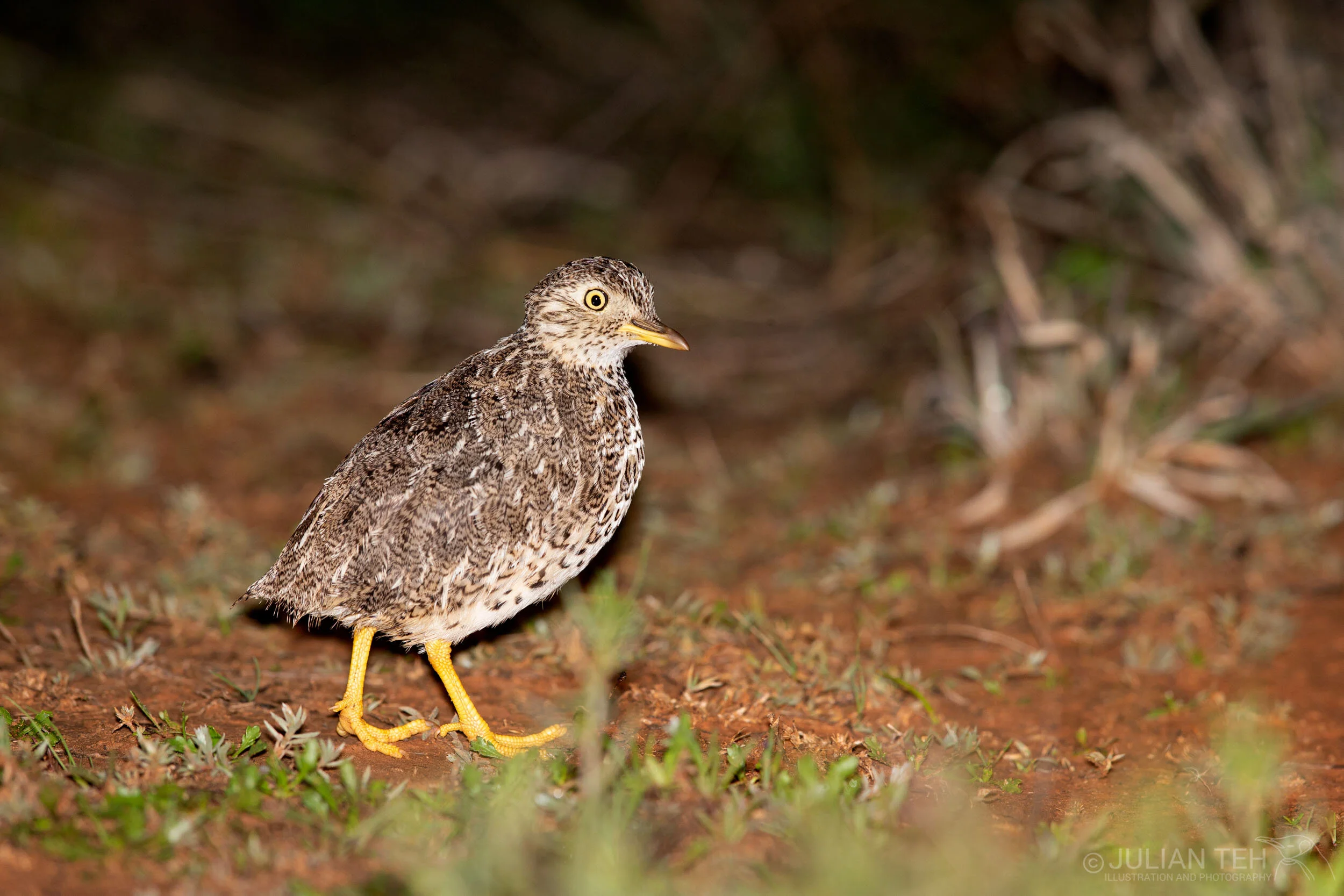 Ageing and Sexing Plains-wanderers — Julian Teh Illustration & Photography