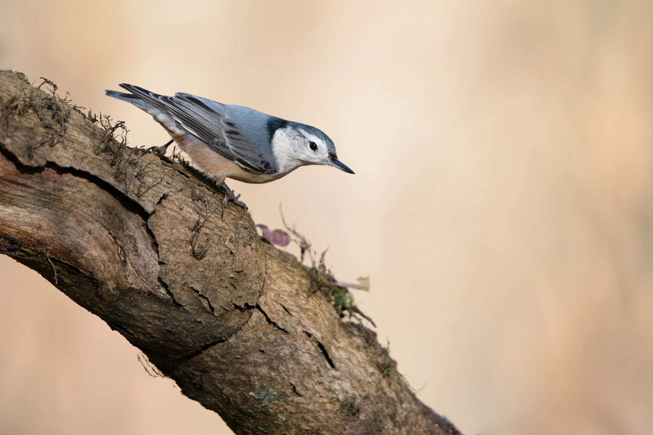 Kayla Lindquist Photography