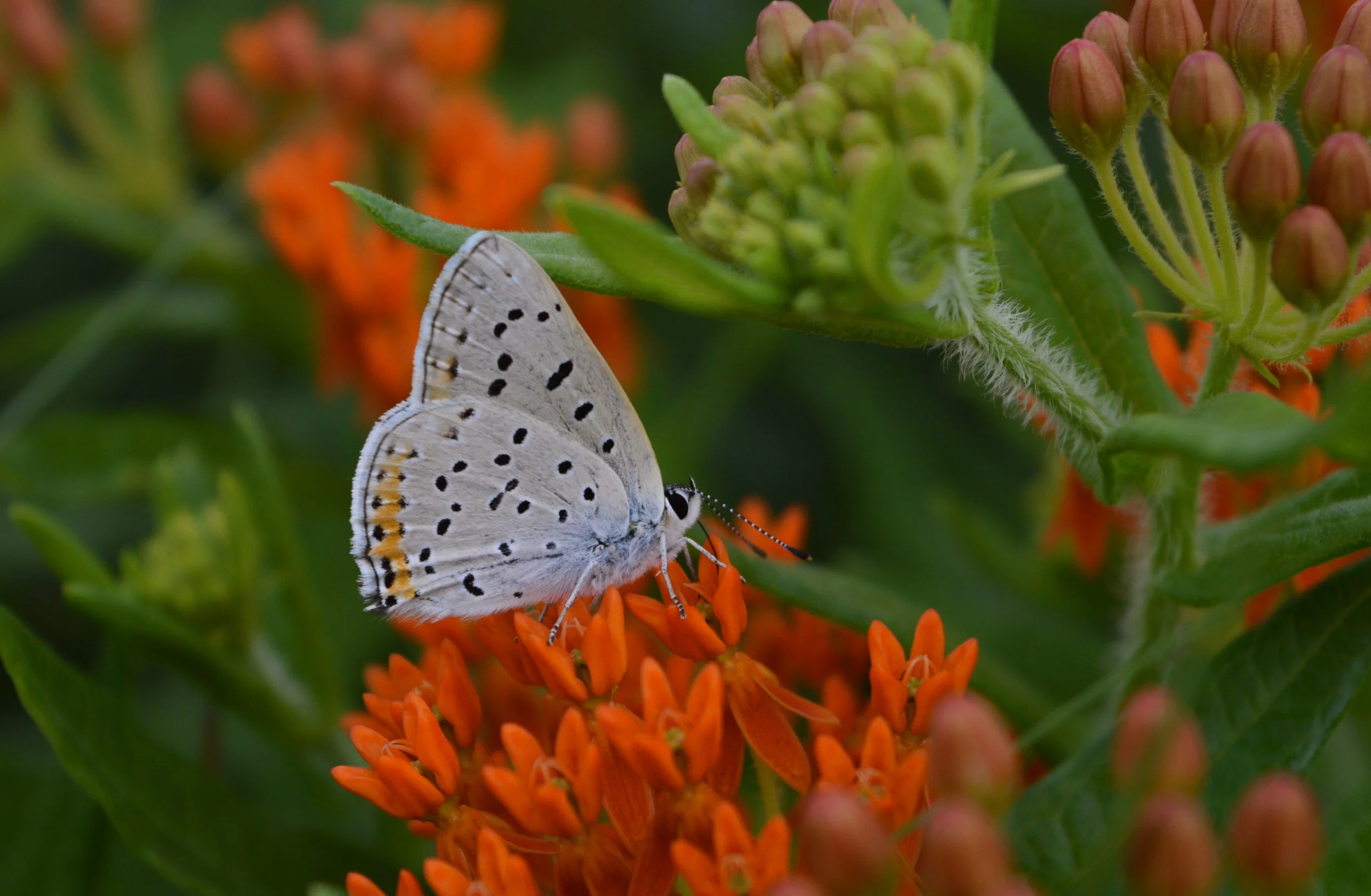 Kayla Lindquist Photography