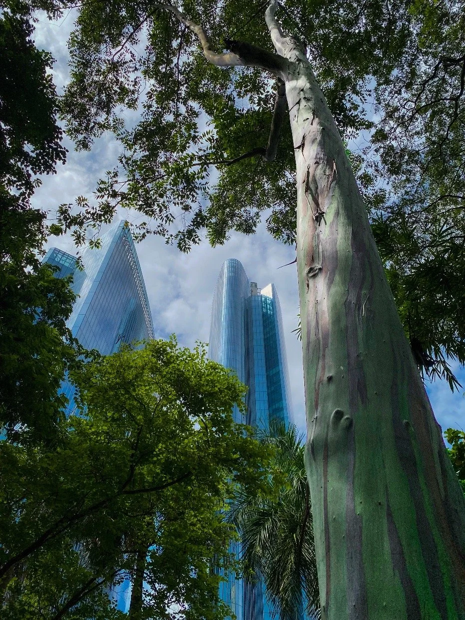 Ayala Triangle - Calm Nature in The Busy City