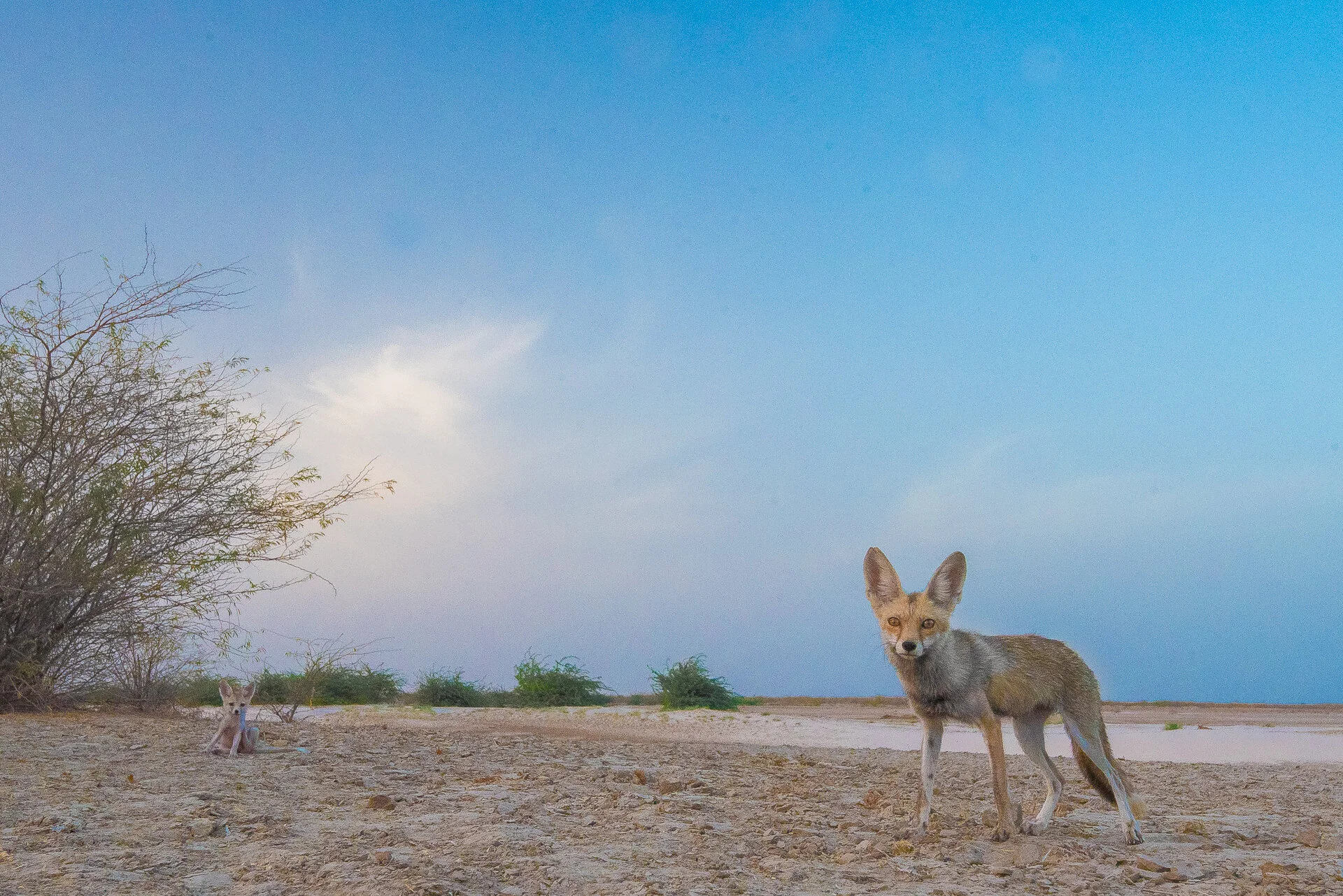 Following the Desert Fox — Manish Vaidya