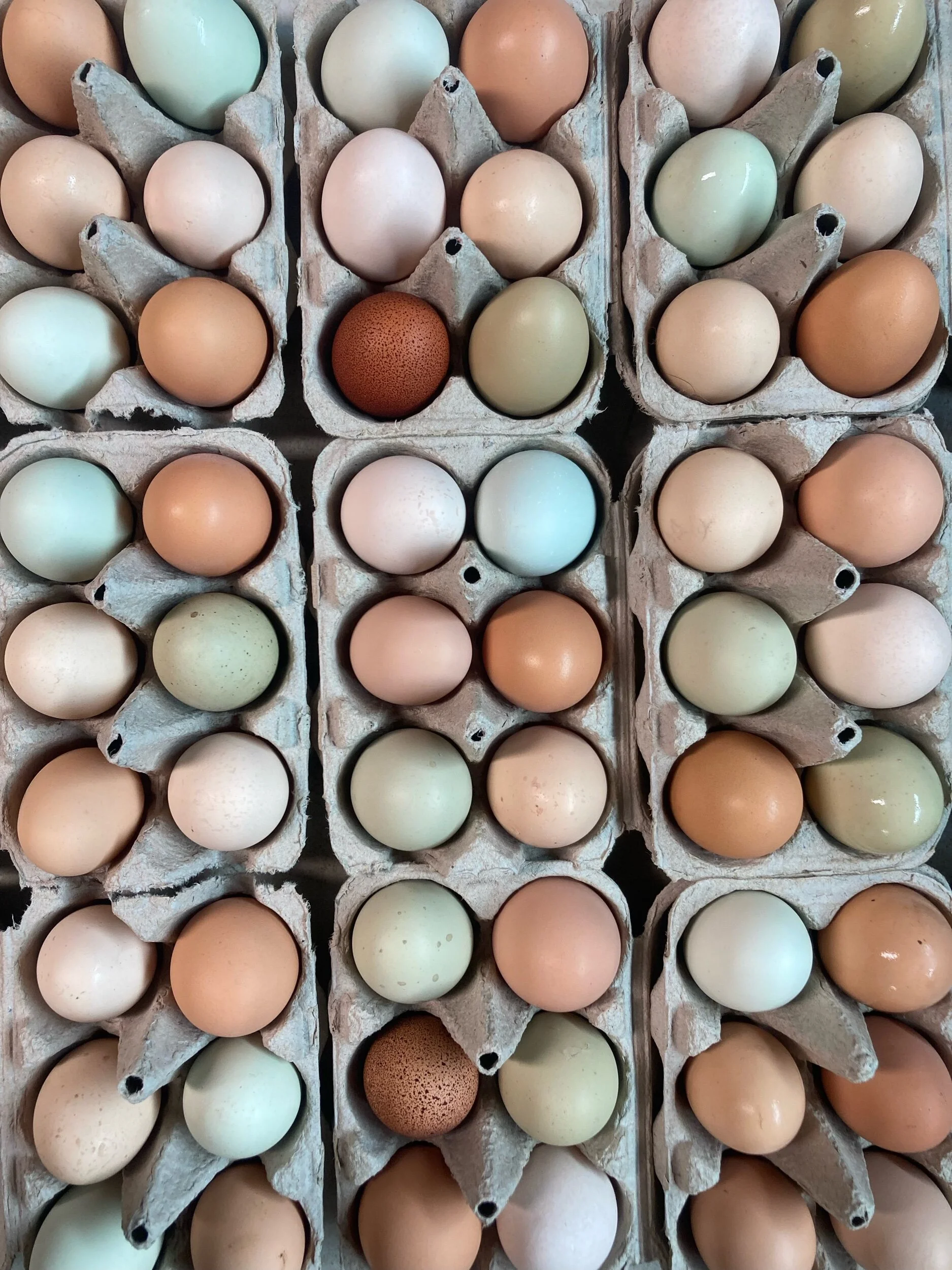 Shop — Rabbit Crest Farms