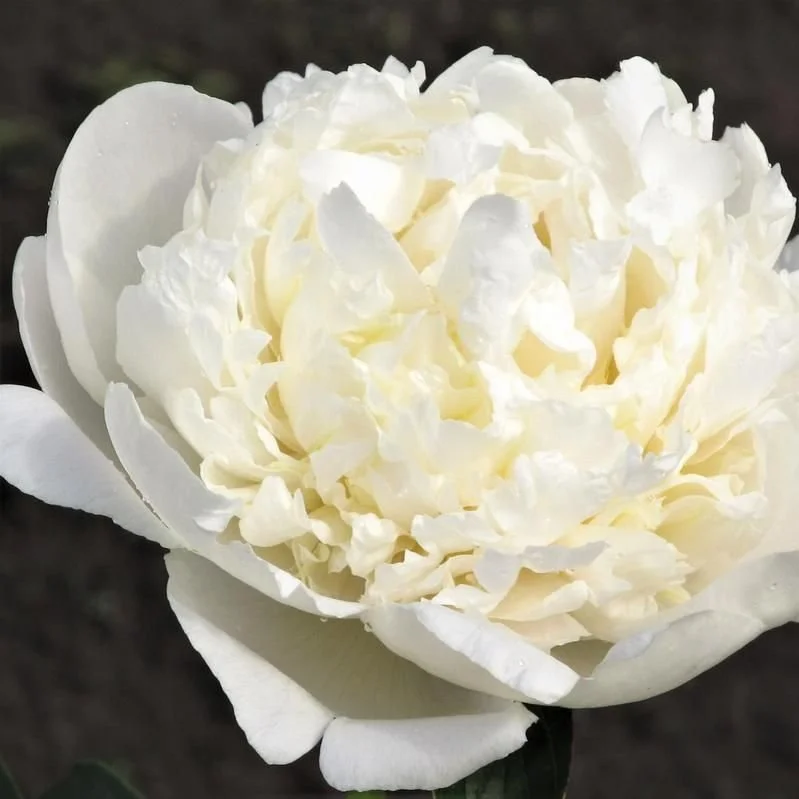 Shop — Rabbit Crest Farms