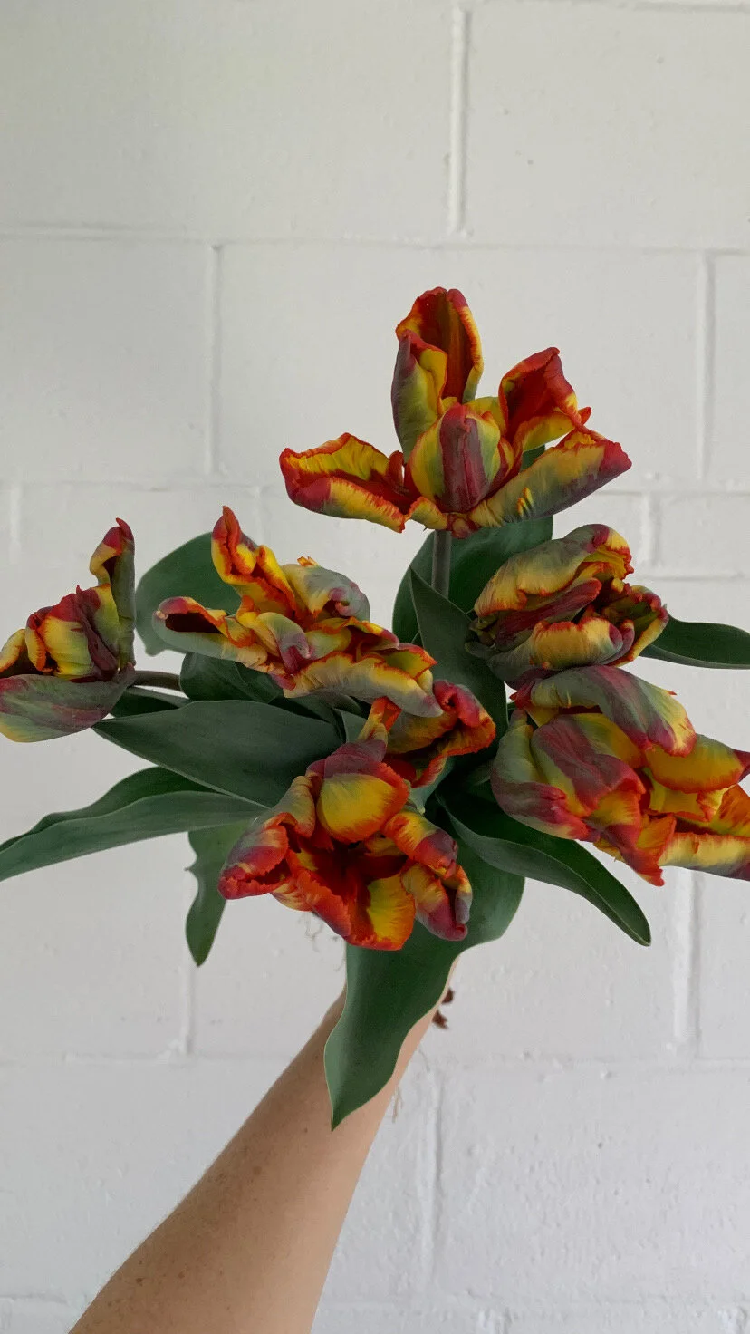 Shop — Rabbit Crest Farms