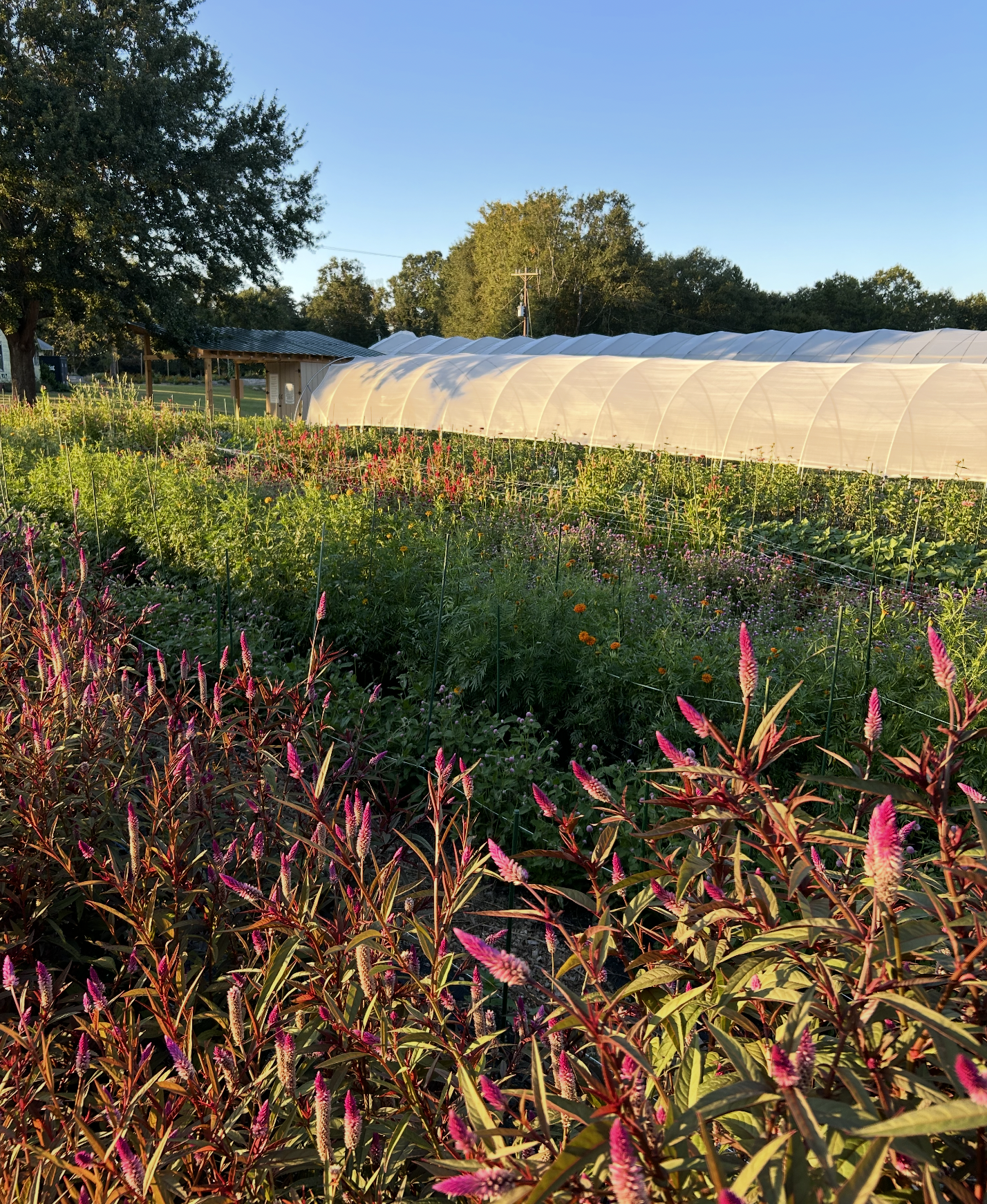 Rabbit Crest Farms
