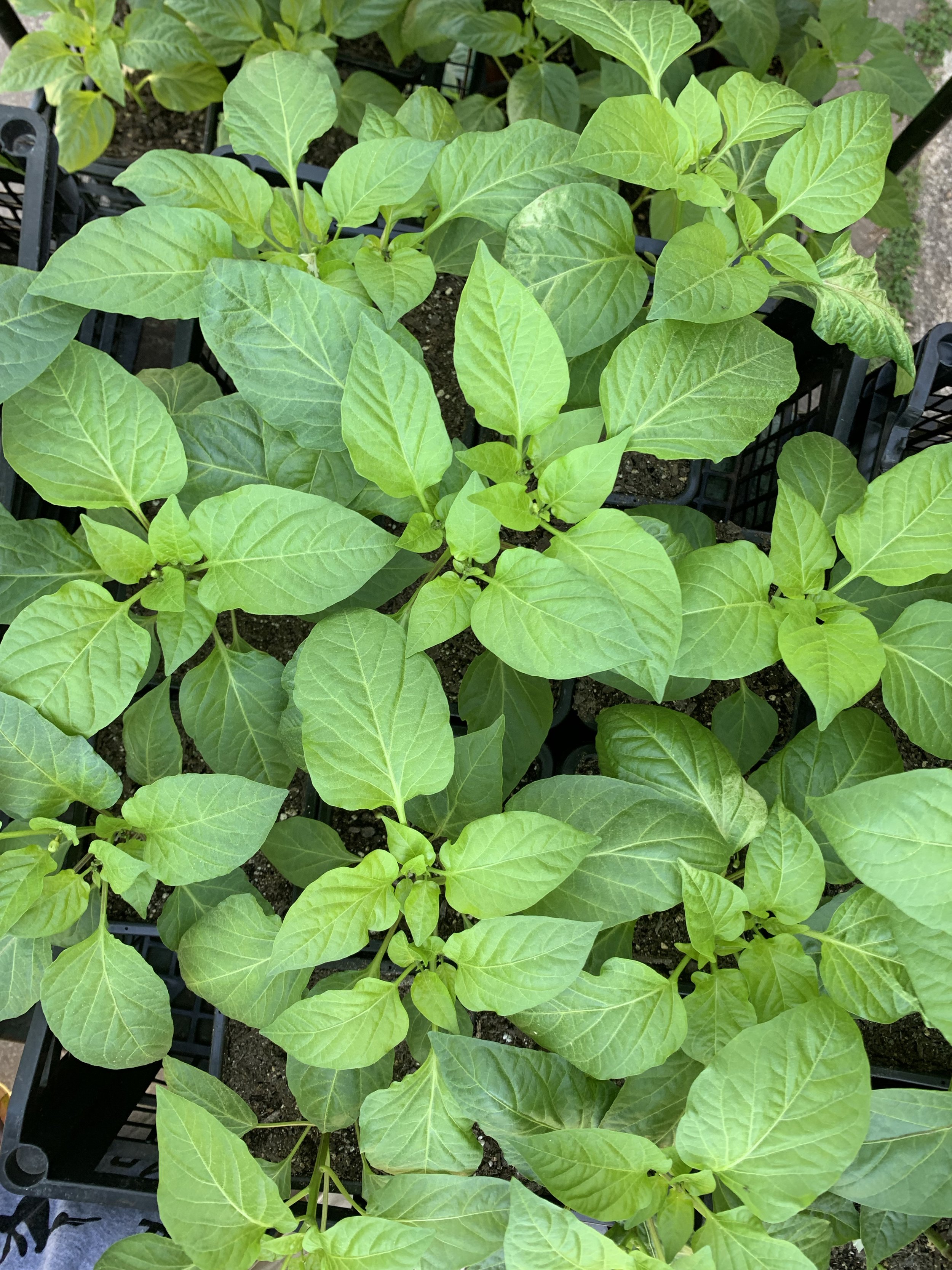 Farm Events — Rabbit Crest Farms