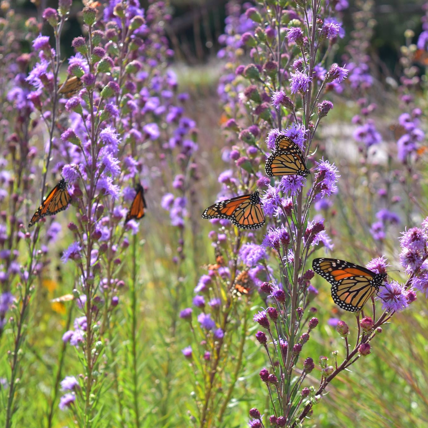 Souba Greenhouse - Owatonna Minnesota Annual Greenhouse garden center