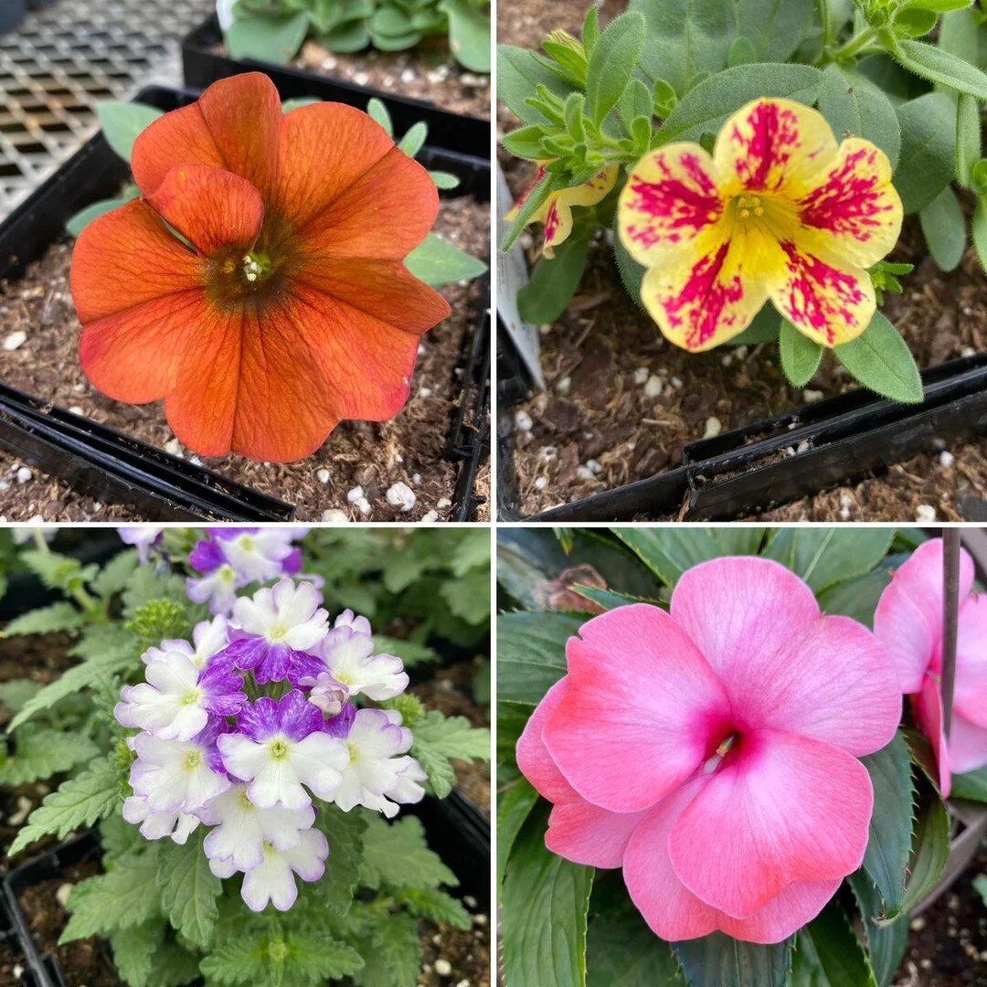 Souba Greenhouse - Owatonna Minnesota Annual Greenhouse garden center