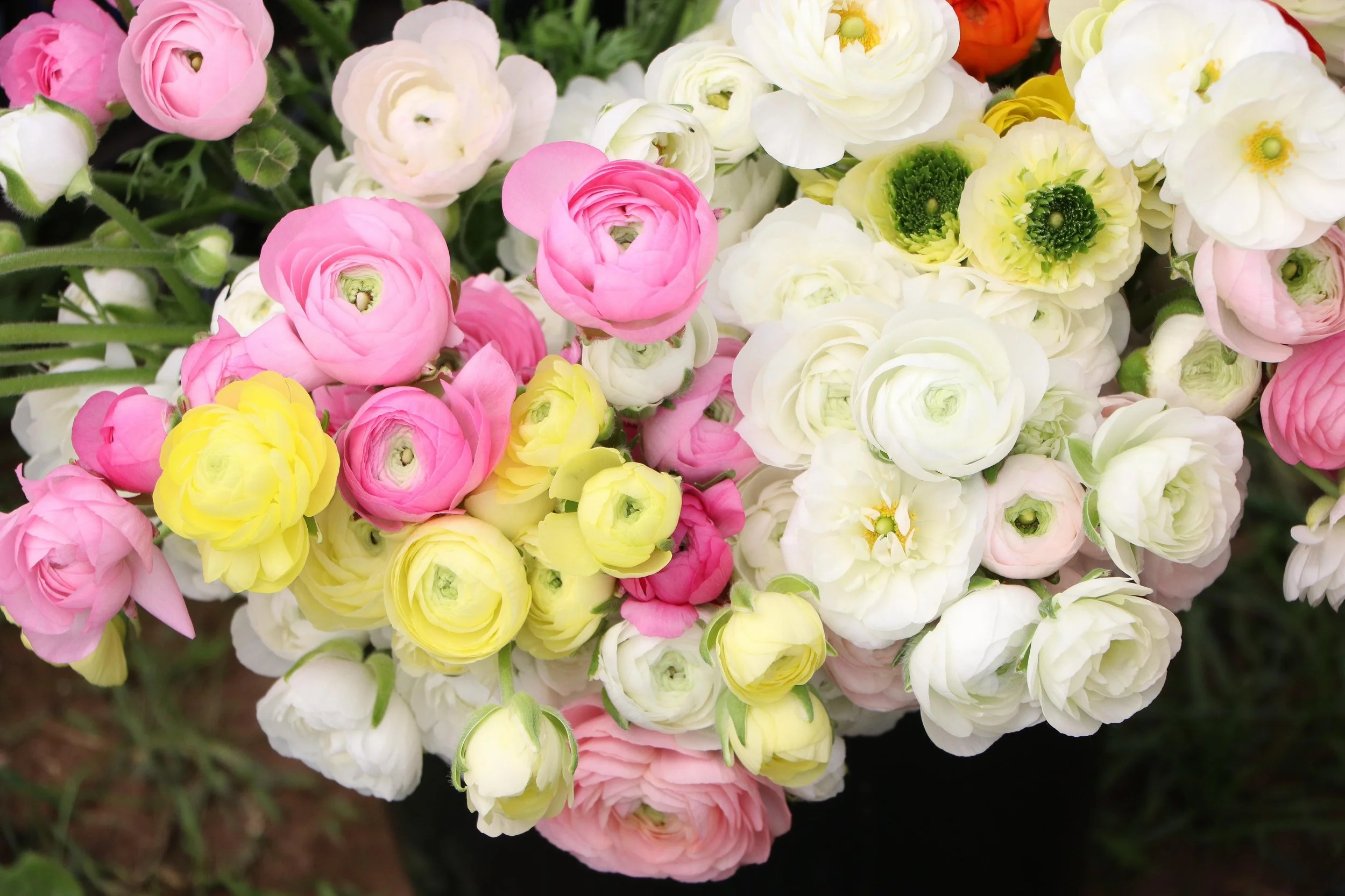 Shop — Flower Hill Farm