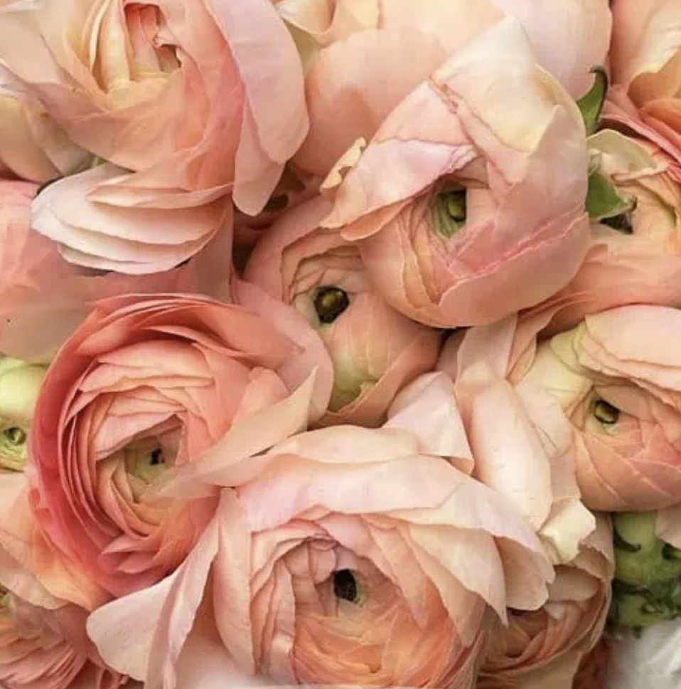 Shop — Flower Hill Farm