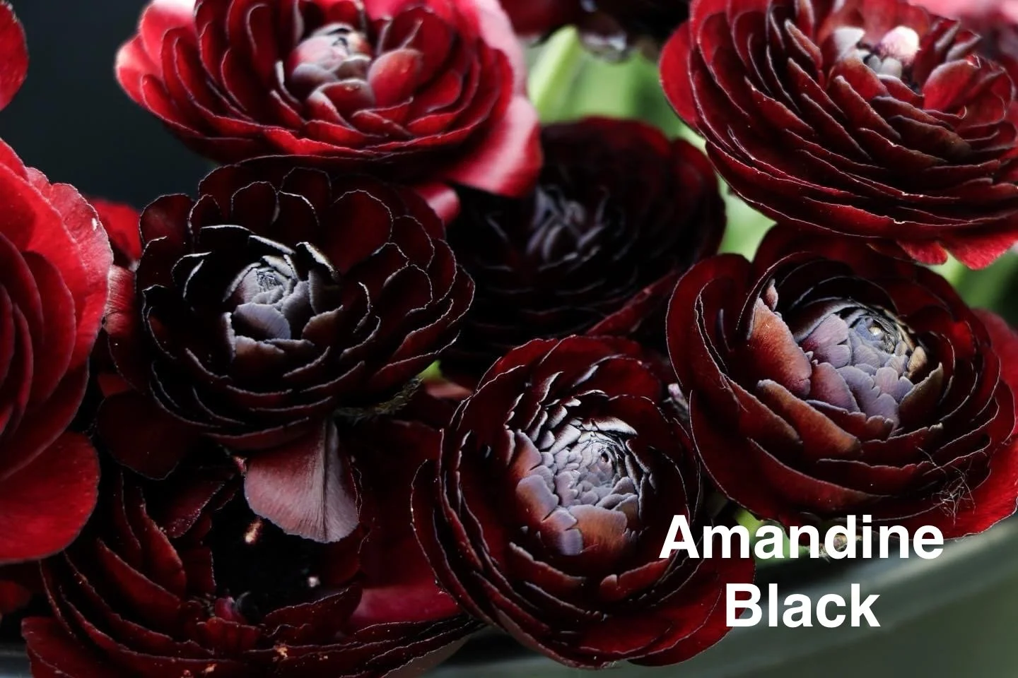 Shop — Flower Hill Farm