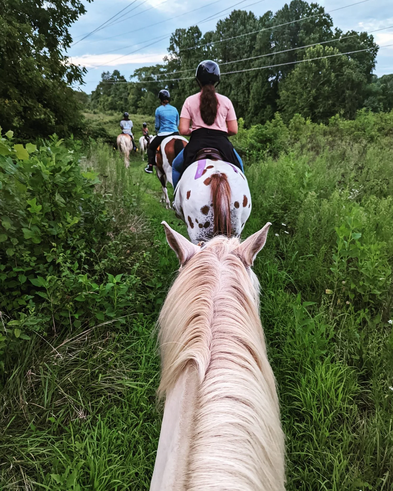 Trails — Foxfire Farm