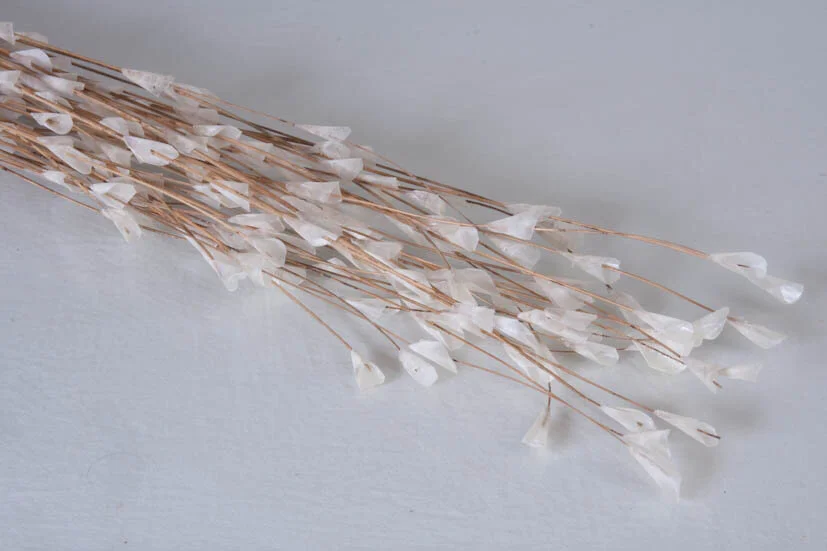 Home Decoration — TERRA AMAZONIA